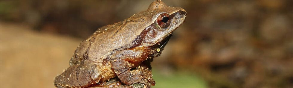 Animal Showcase: Spring Peeper Frog • Camp Kawartha